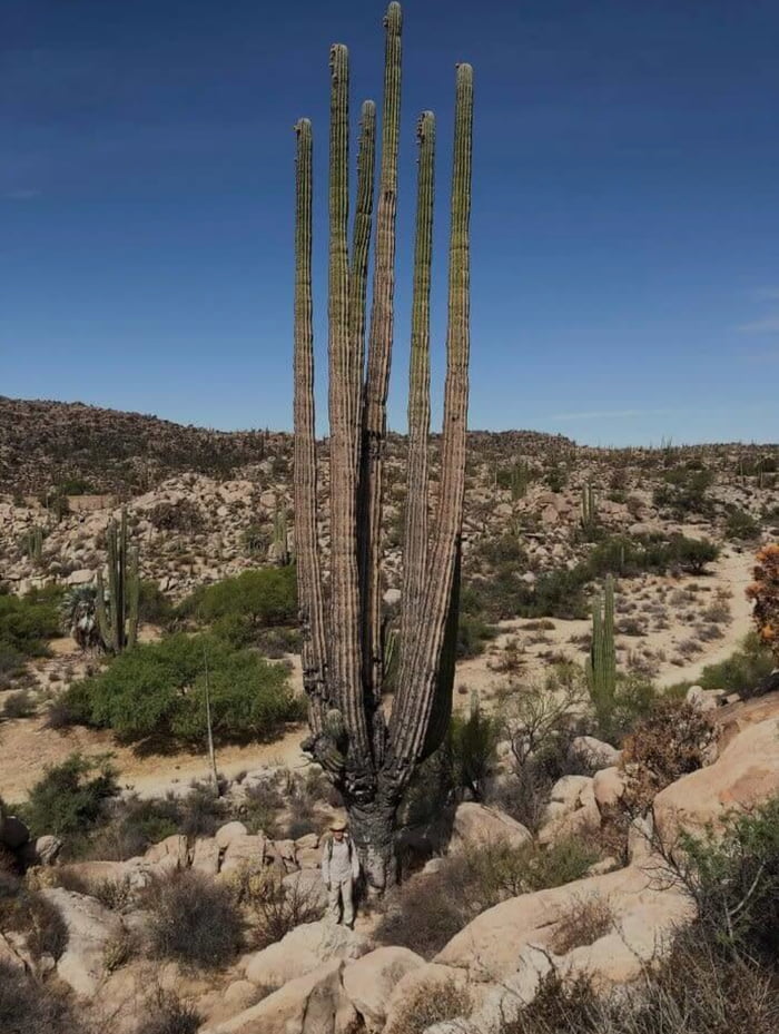 Cactus can grow big. This plant can easily outlive humans and can reach ...