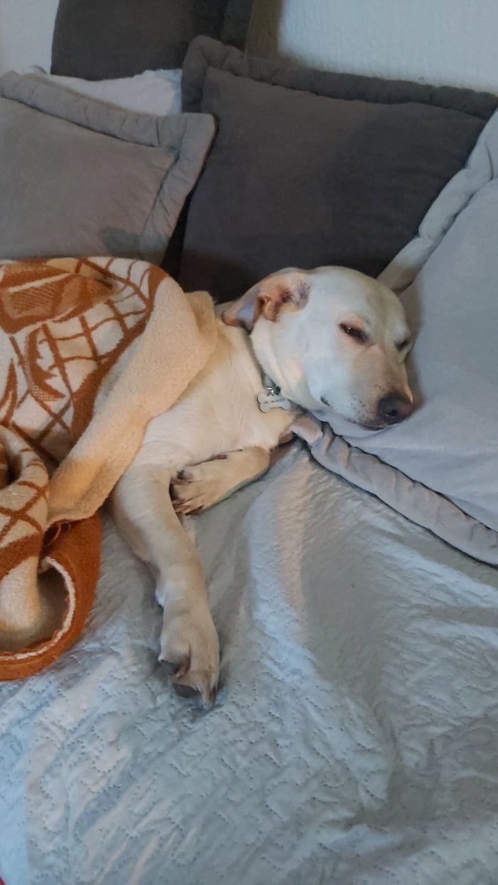 Mmm so sleepy - 9GAG