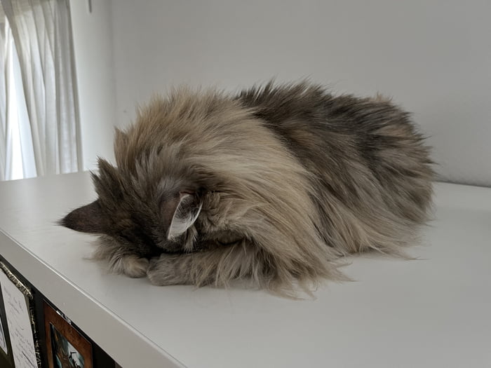 My Siberian cat facepalming when she sees what her human compatriots ...