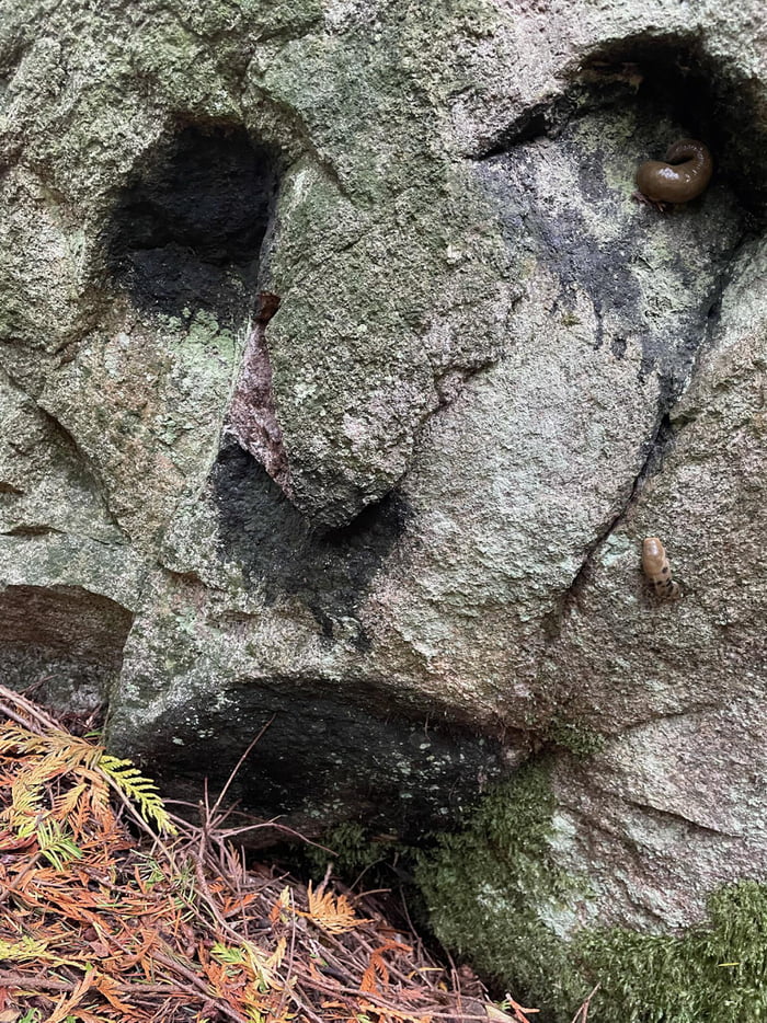 Crying a slug tear - 9GAG