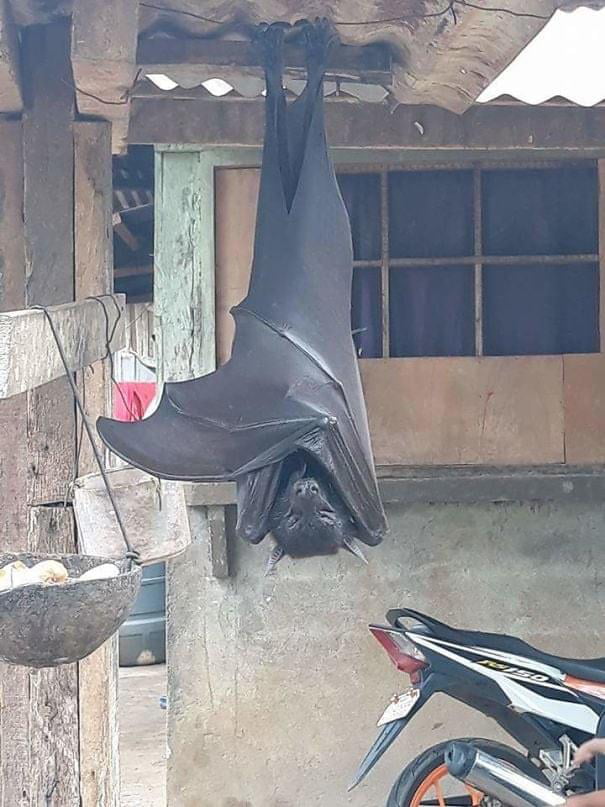 The size of a flying fox bat. - 9GAG