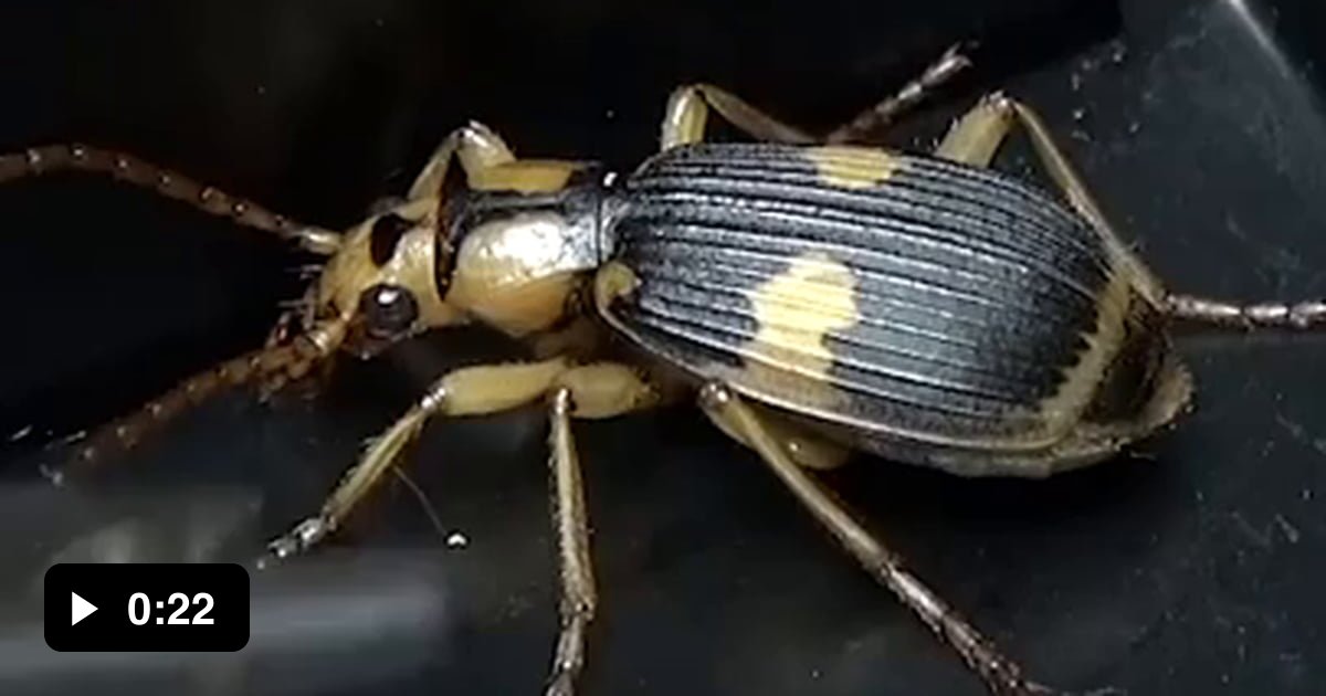 Once inside a predator's stomach, the Asian Bombardier beetle ejects a ...