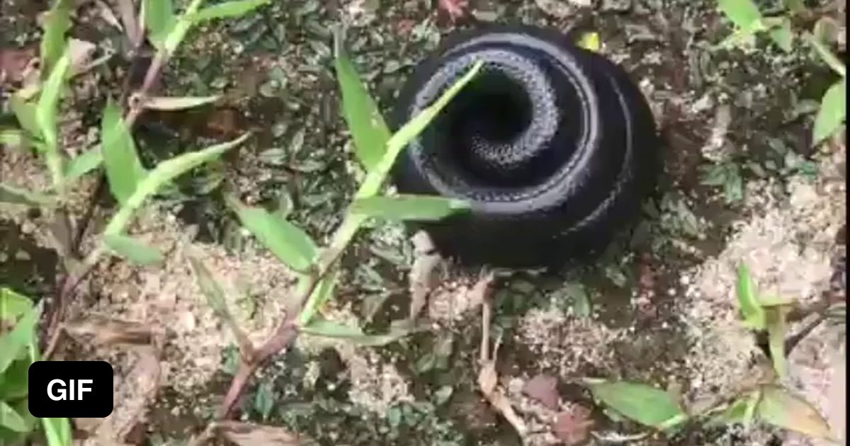 Viper Mole Snake Striking Speed in Slow Motion - 9GAG
