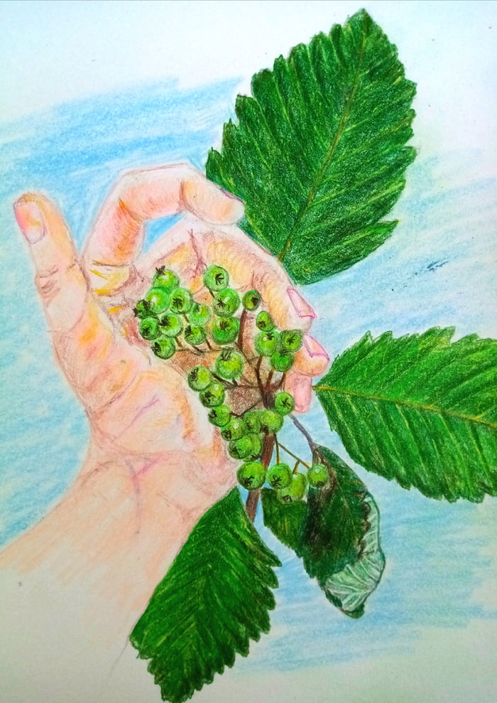 Pencils on paper from nature. I trained drawing hands and leafs ...