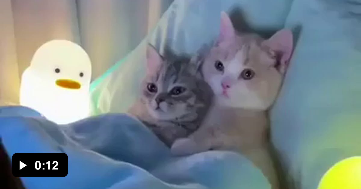 Relaxing Kitten - 9GAG