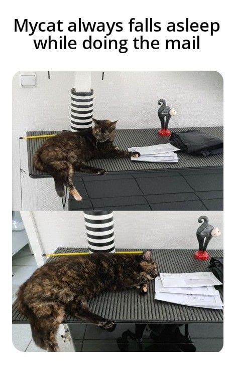 Useless cat - 9GAG