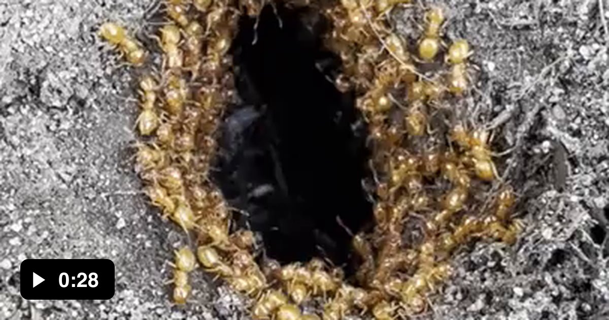 Red army ants preventing competing nest from releasing its queens - 9GAG