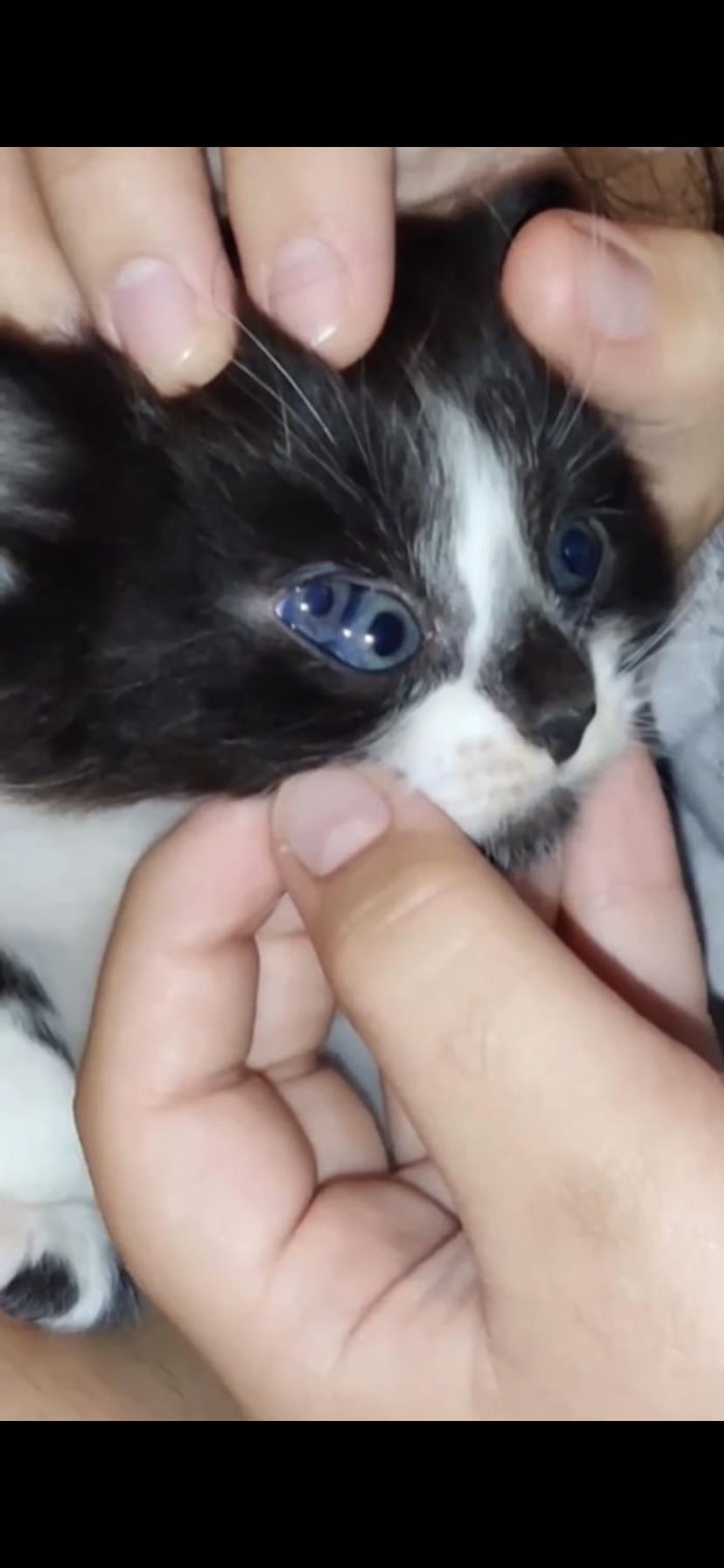 Cat with 3 eyes - 9GAG