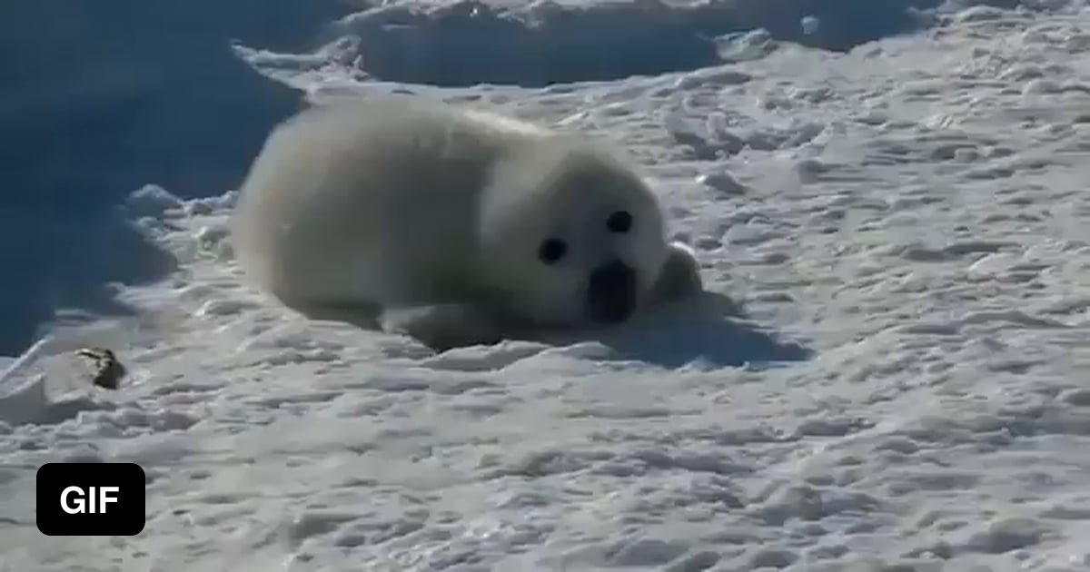 Seal Boiii 9gag