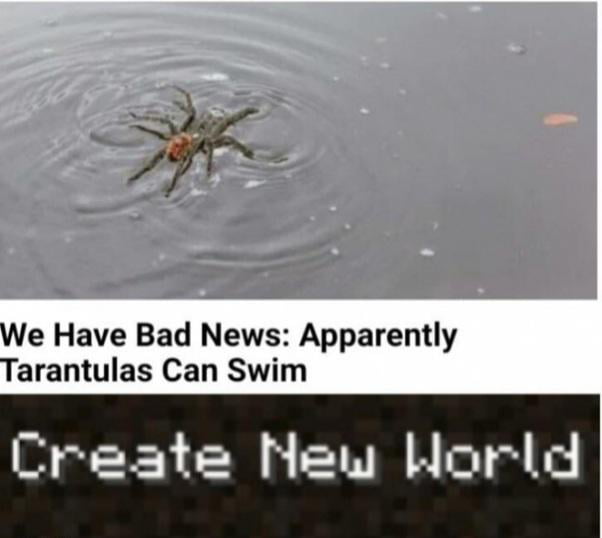 Tarantulas can swim - 9GAG
