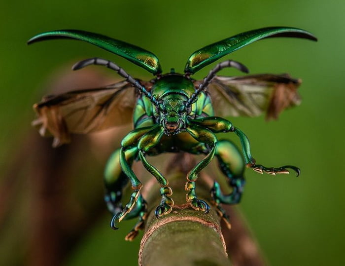 Frog-legged Leaf Beetle (Sagra buqueti) - 9GAG