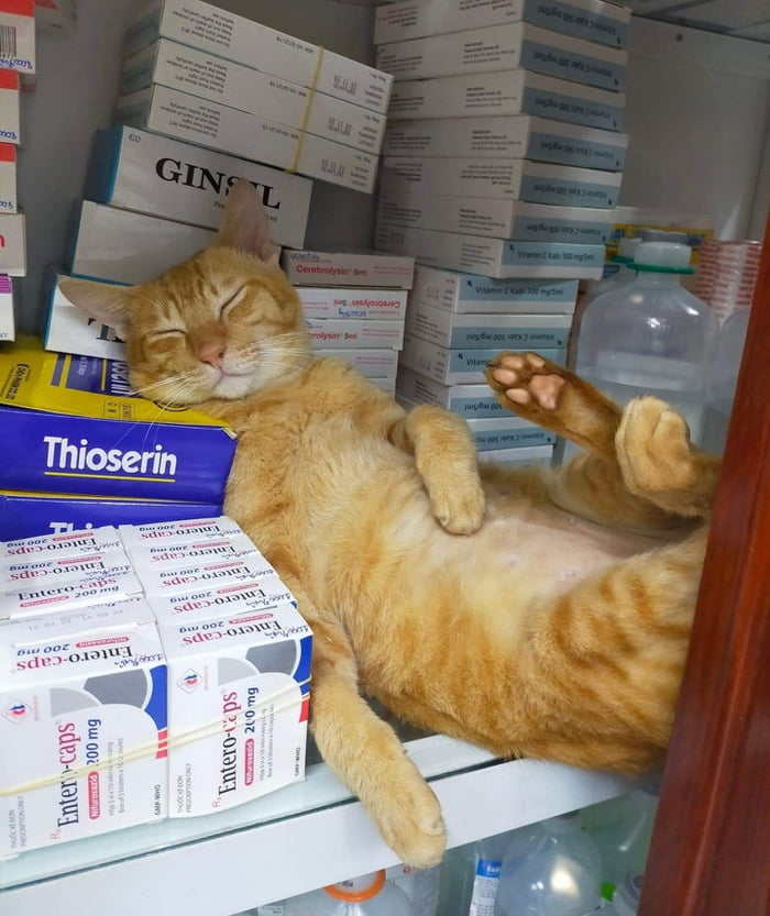 Cat Pharmacist at lunch - 9GAG