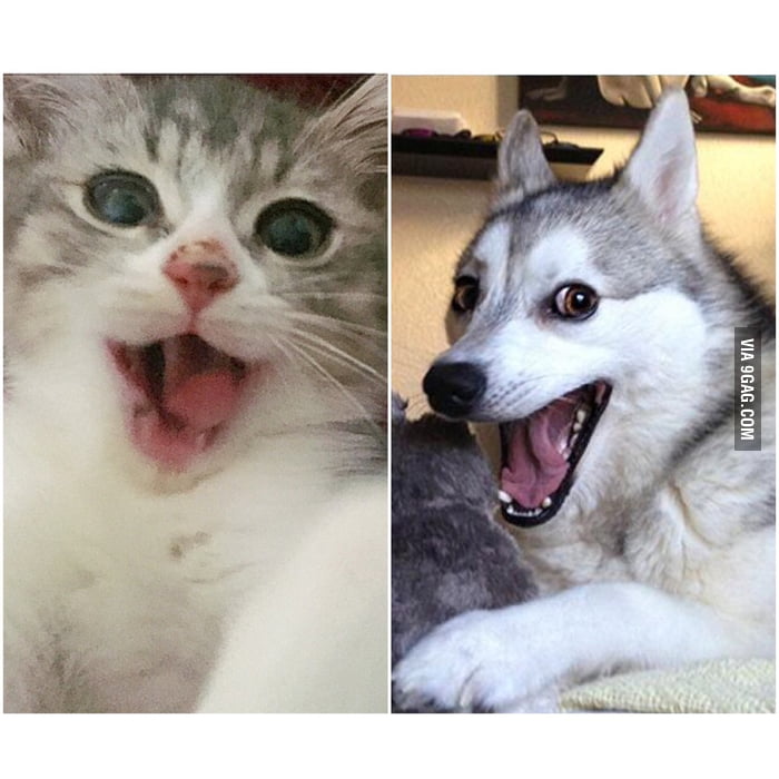 Cat equivalent of this husky meme. - 9GAG