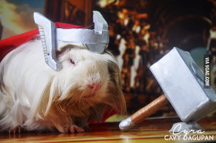 Thou didst not reckon with the might of Thor, knave! (Guinea pig ...