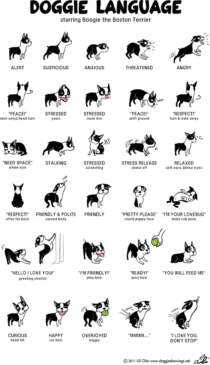 Doggie Language 9GAG doggie-language-9gag