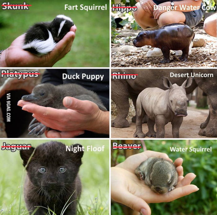 Alternative baby animal names - 9GAG
