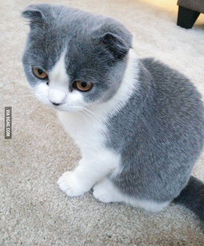 Lirik's cat, Nayna. - 9GAG