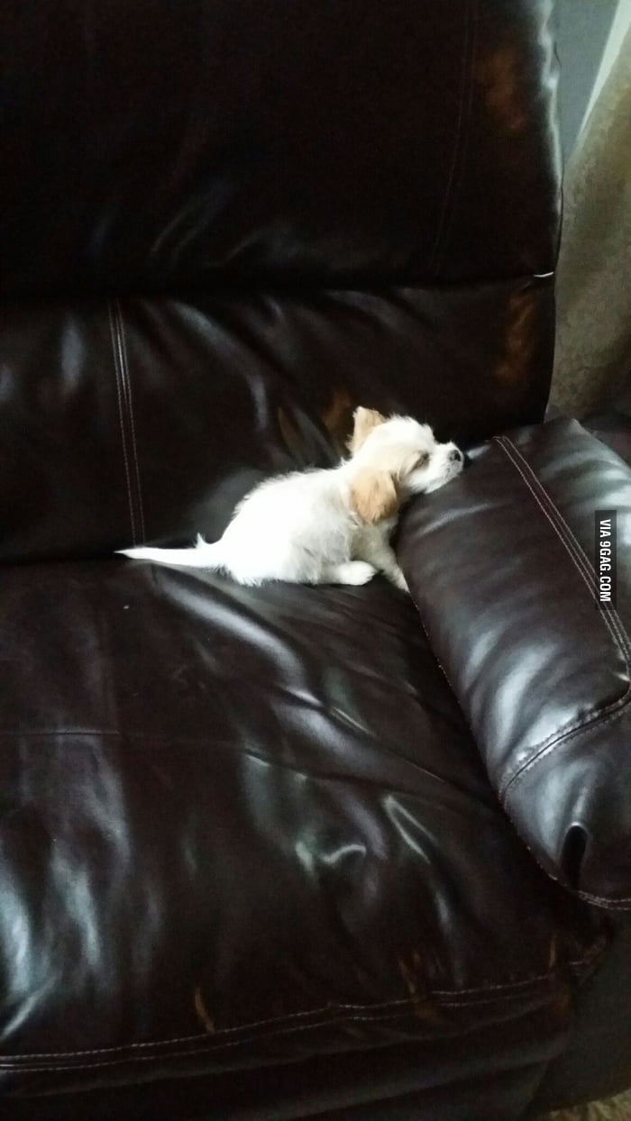 All tuckered out - 9GAG