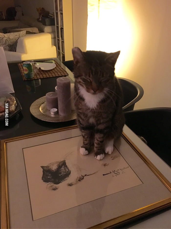 Catception - it's his favourite place to just "be" - 9GAG