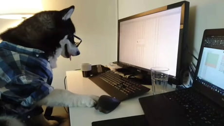 Best 30+ Husky fun on 9GAG