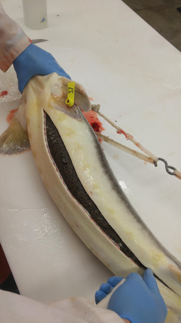 I used to raise Russian Sturgeon for caviar. This is what it looks like ...
