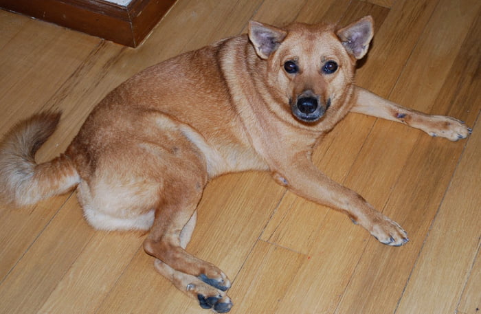 My Doggo died today in his sleep. 16 beautiful years with this ...