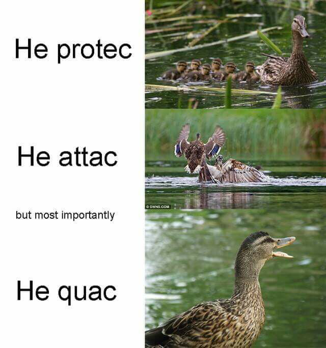 Quac, quac - 9GAG