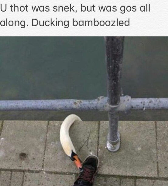 Goose doing you a heckin bamboozle - 9GAG