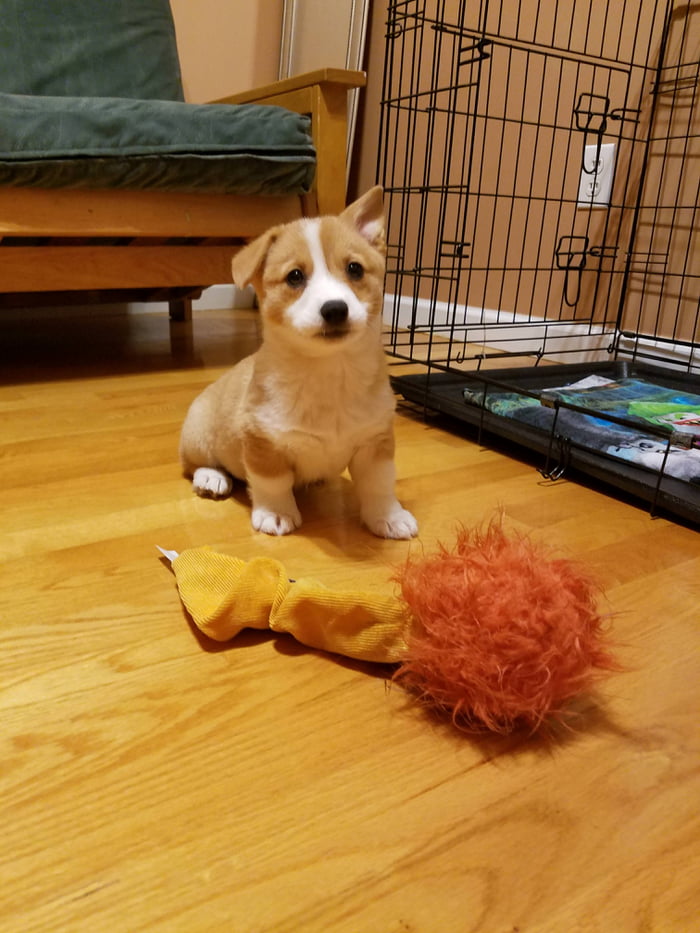 Just got this little floofer. She'll be 2 months old on Monday. - 9GAG