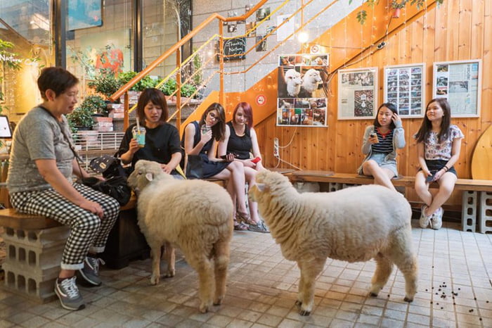 South Korea Sheep Cafe - 9GAG