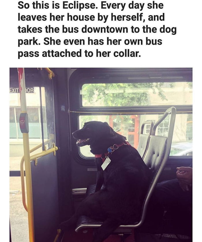 Much Wow great Doggo - 9GAG