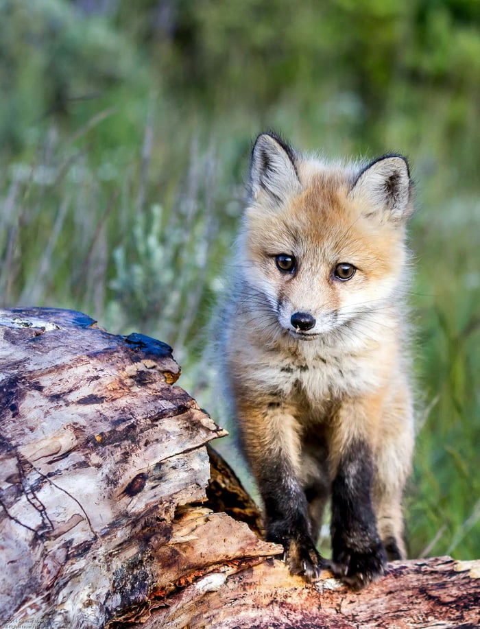 If you have had a bad day, voilà a fluffy fox only for you. I hope this ...