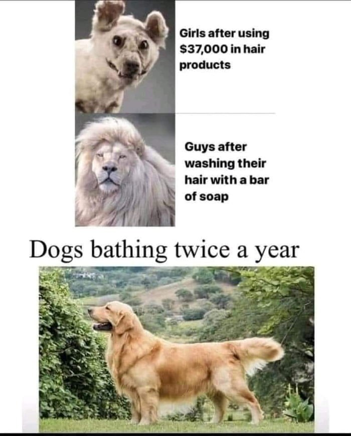 Good boi tops the chart - 9GAG