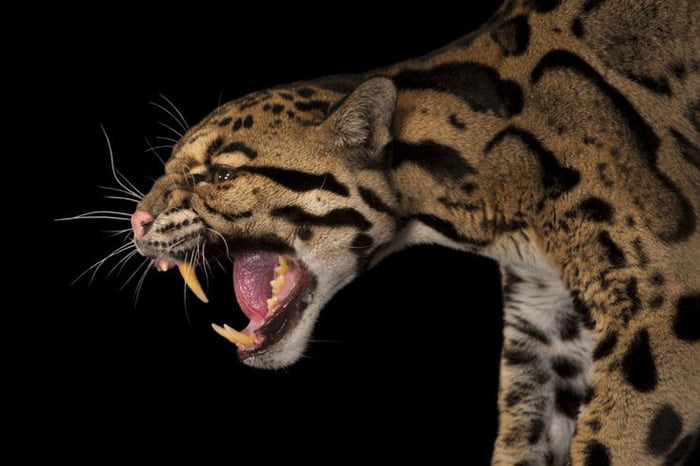 Though they're not close relatives, the clouded leopard has been called ...