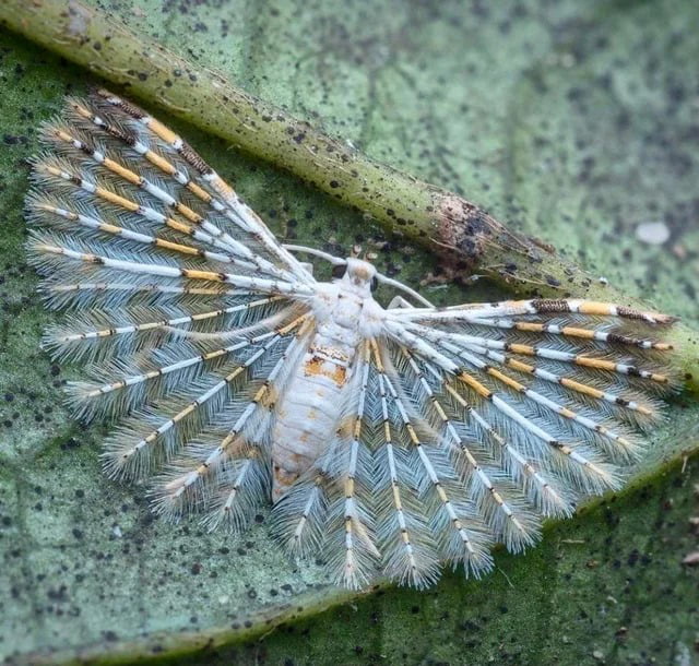 Moth with feathers. Many-plume Moth (Alucita hexadactyla). - 9GAG
