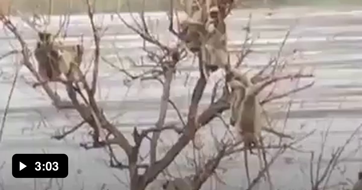 Around 100 Monkeys trapped due to heavy flood rescued after 2-days - 9GAG