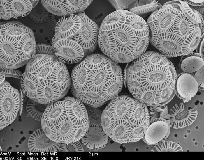 Chalk under an electron microscope - 9GAG