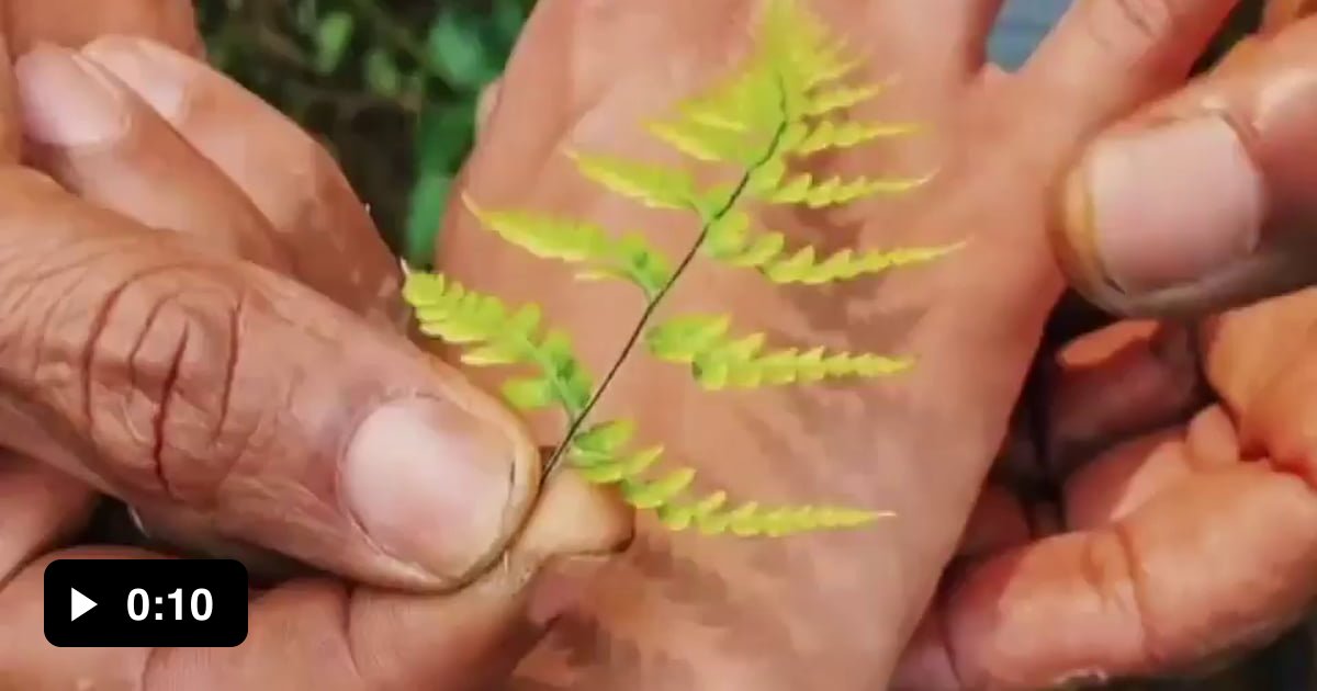 Silver fern spore tattoo - 9GAG