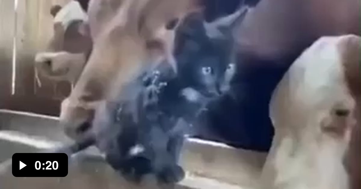 Kitty earned the respect of the Mooo Gang - 9GAG