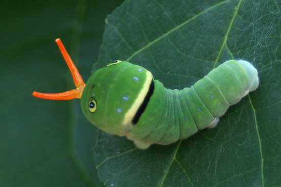 This is an eastern tiger swallowtail caterpillar. It’s is the real-life ...