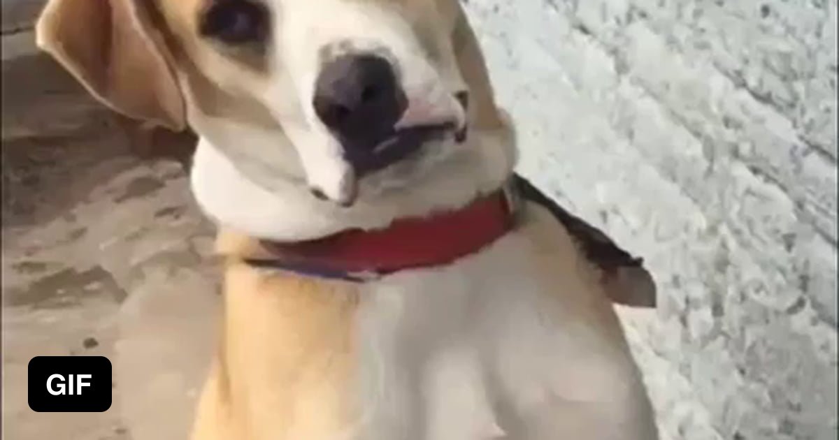 Does he bite? No, but he will judge and belittle you - 9GAG