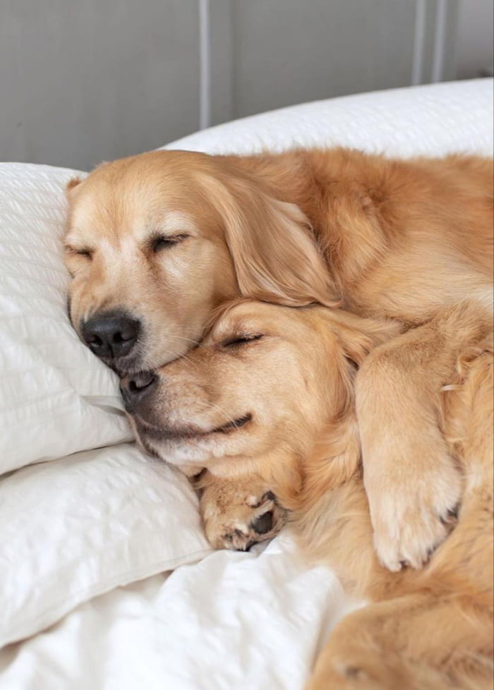 They're napping together, how cute - 9GAG