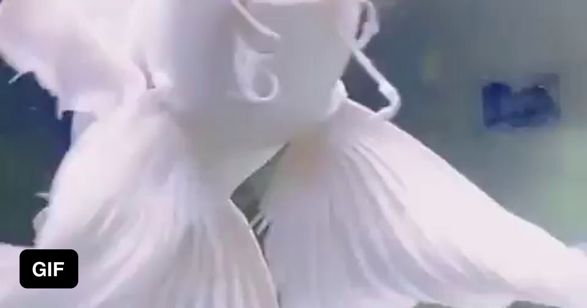 Beautiful fish - 9GAG