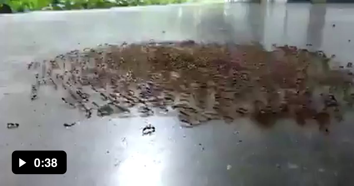 An Ant Mill. phenomenon where a group of blind army ants separated from ...