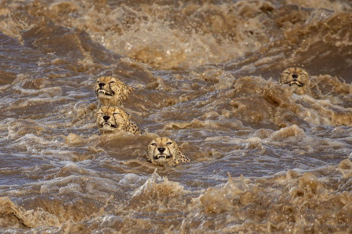 "Tano Bora" coalition of 5 cheetahs successfully cross the Talek River ...