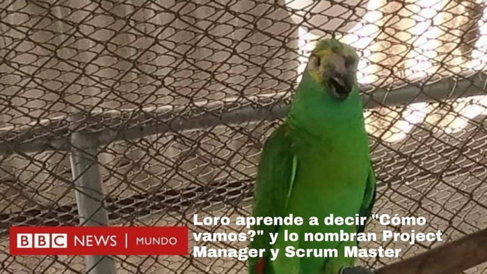 Parrot learns to say "How are we doing?" and it's appointed Project ...