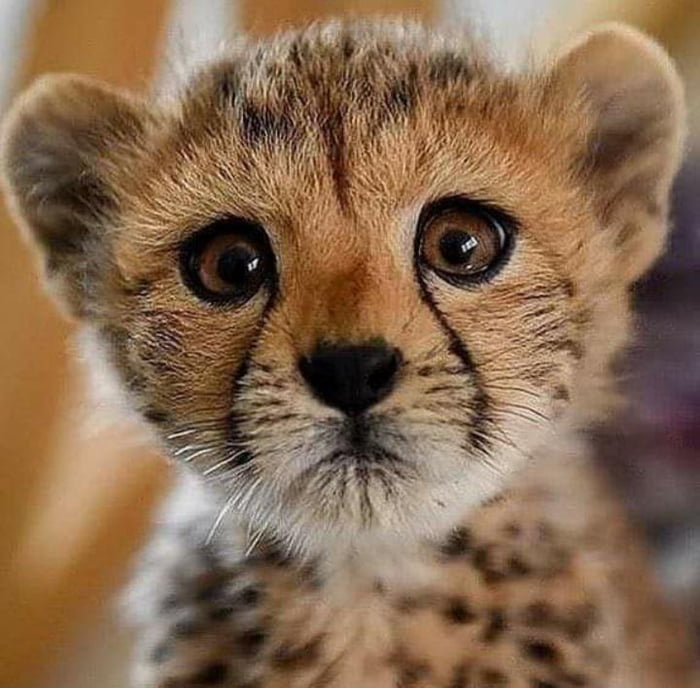 Cheetah cubs are the cutest. - 9GAG