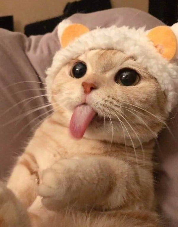 Cute eye bleach of cute kitty - 9GAG