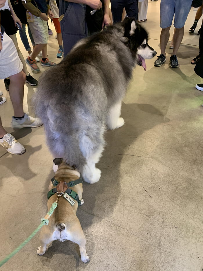 Big size difference does not matter l, just want to play together - 9GAG