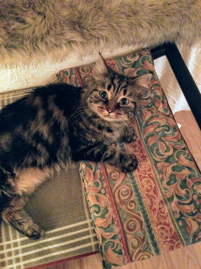 Just adopted. Her name is Minette. - 9GAG